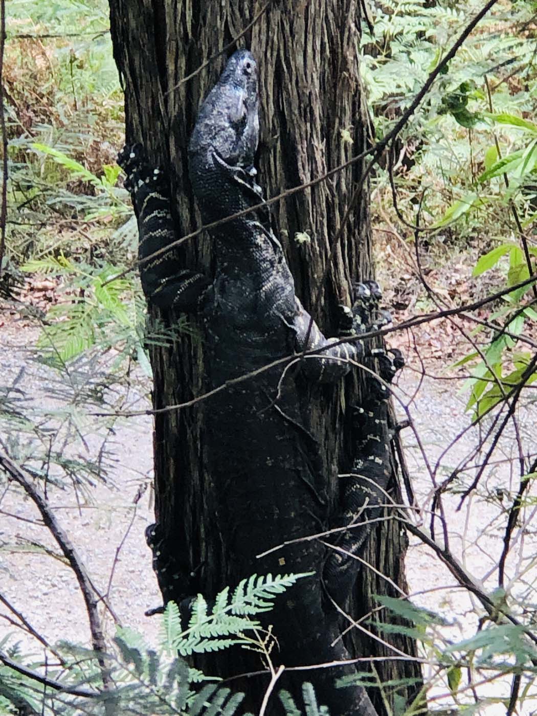 Noojee Trestle Bridge Rail Trail Walk (3km) - Gippsland, VIC